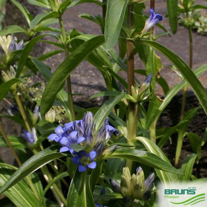 Gentiana cruciata ssp. cruciata, Cross Gentian von Bruns Pflanzen