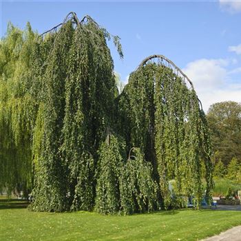 Fagus sylvatica 'Pendula', Weeping beech von Bruns Pflanzen