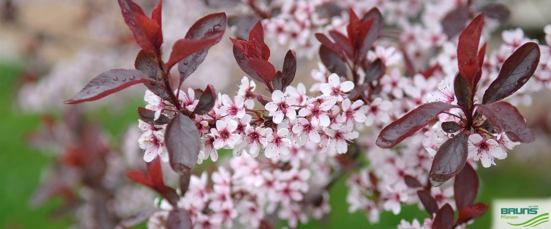 Prunus cistena, Purple-leaf sand cherry von Bruns Pflanzen