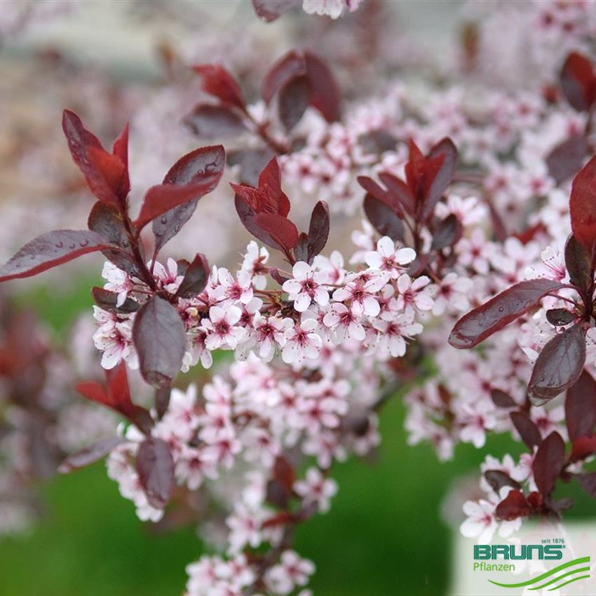 Prunus cistena, Zwerg-Blut-Pflaume von Bruns Pflanzen