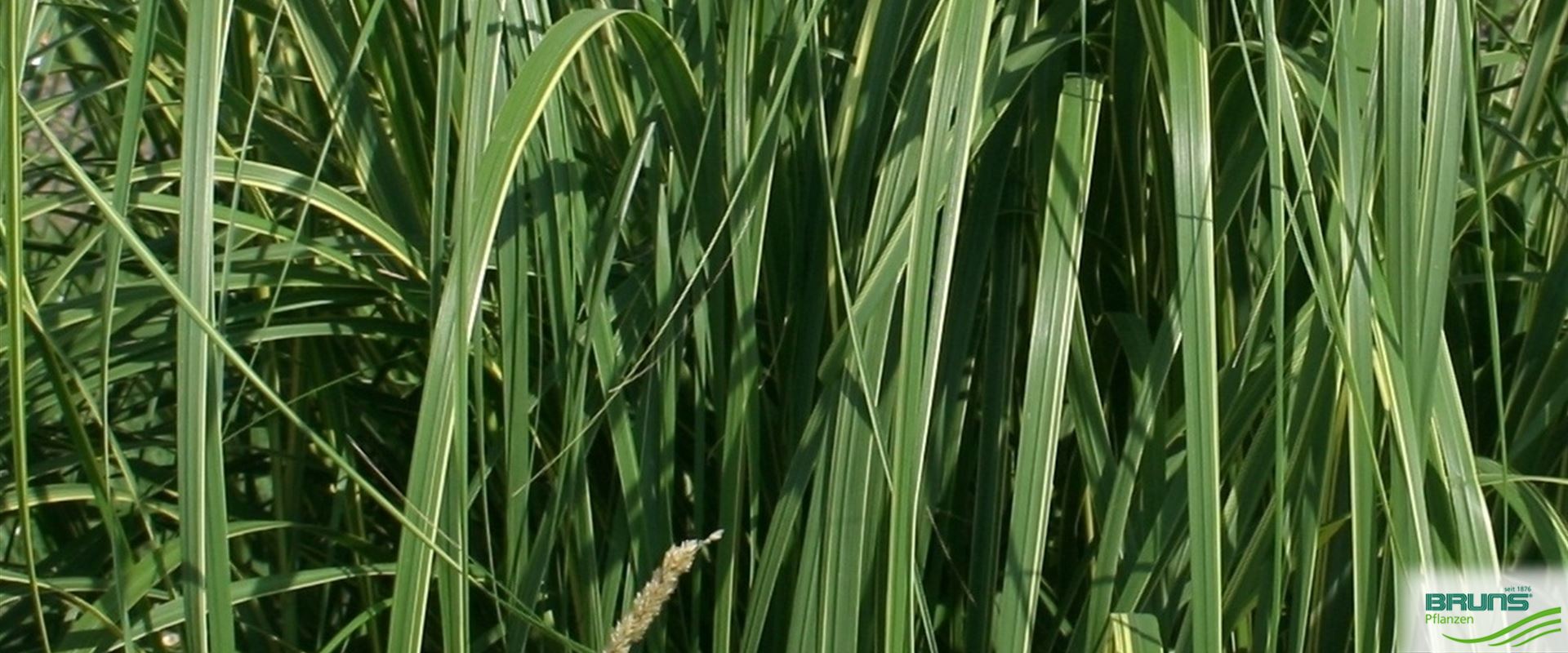 Spartina pectinata 'Aureomarginata' von Bruns Pflanzen
