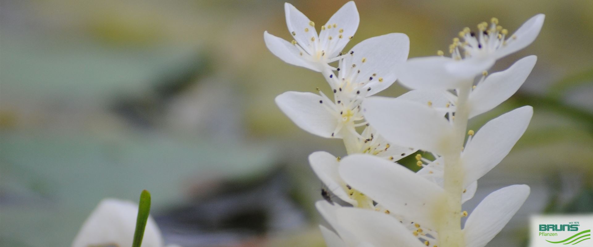 Aponogeton distachyos, Water Hawthorn, Cape Pondweed von Bruns Pflanzen