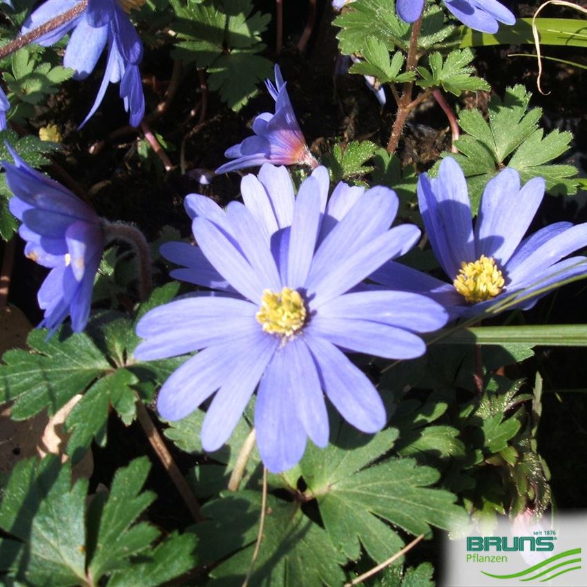 Anemone blanda von Bruns Pflanzen