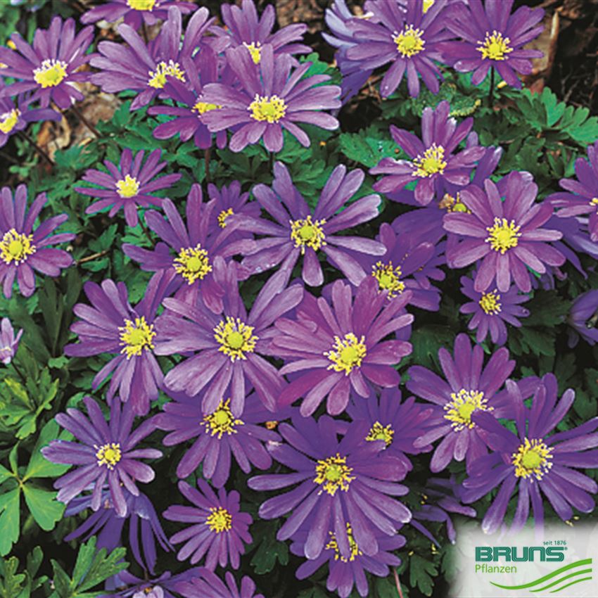 Anemone blanda, Balkan-Anemone von Bruns Pflanzen