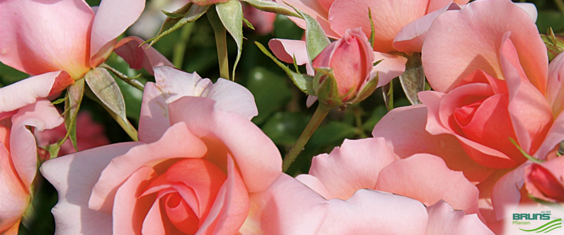 Beetrose 'Vinesse' (R) von Bruns Pflanzen