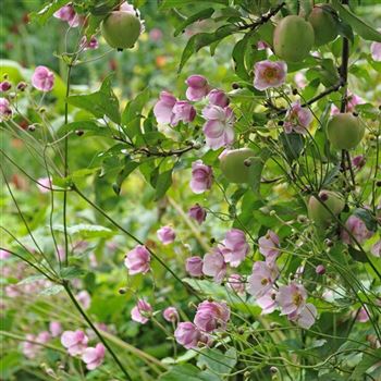 Anemone tomentosa 'Robustissima' von Bruns Pflanzen