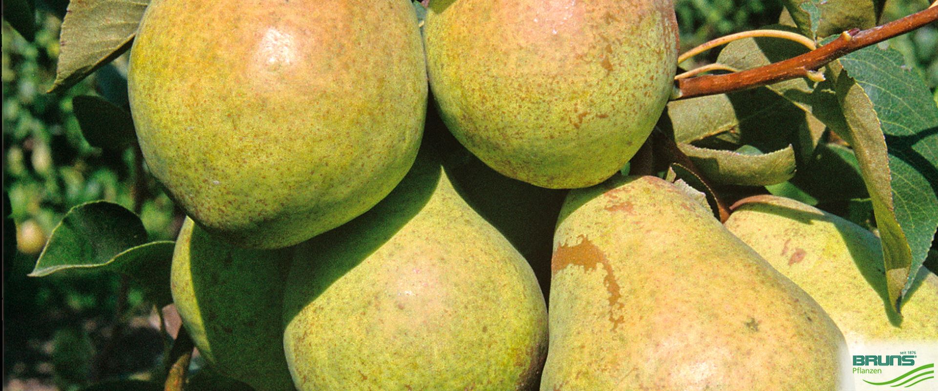 Pyrus communis 'Williams Christ' von Bruns Pflanzen