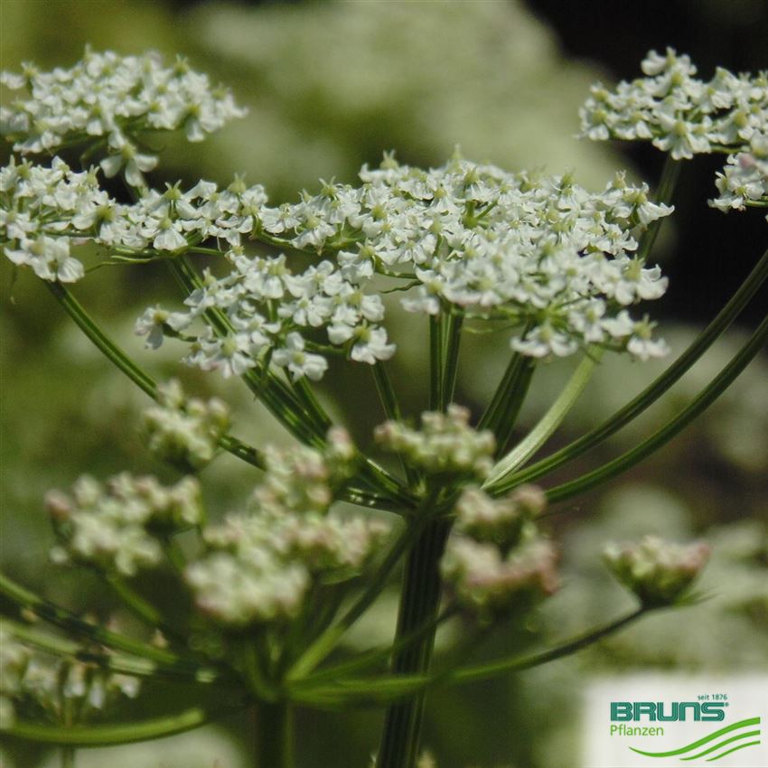 Meum athamanticum von Bruns Pflanzen