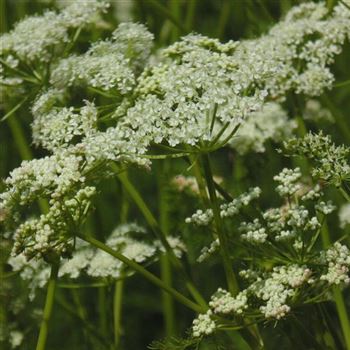 Meum athamanticum von Bruns Pflanzen