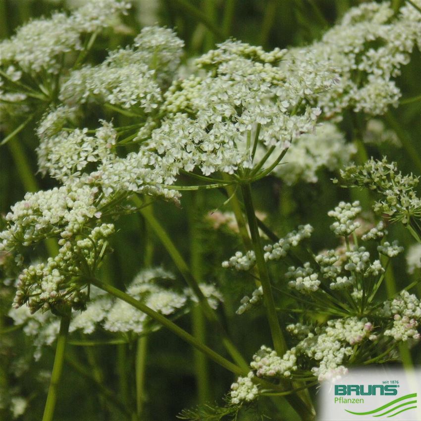 Meum athamanticum von Bruns Pflanzen