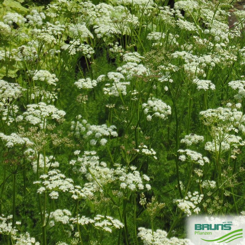 Meum athamanticum von Bruns Pflanzen