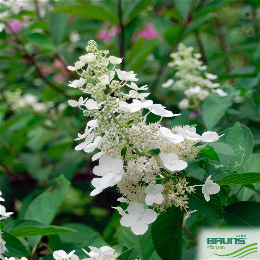 Hydrangea paniculata 'Kyushu' von Bruns Pflanzen