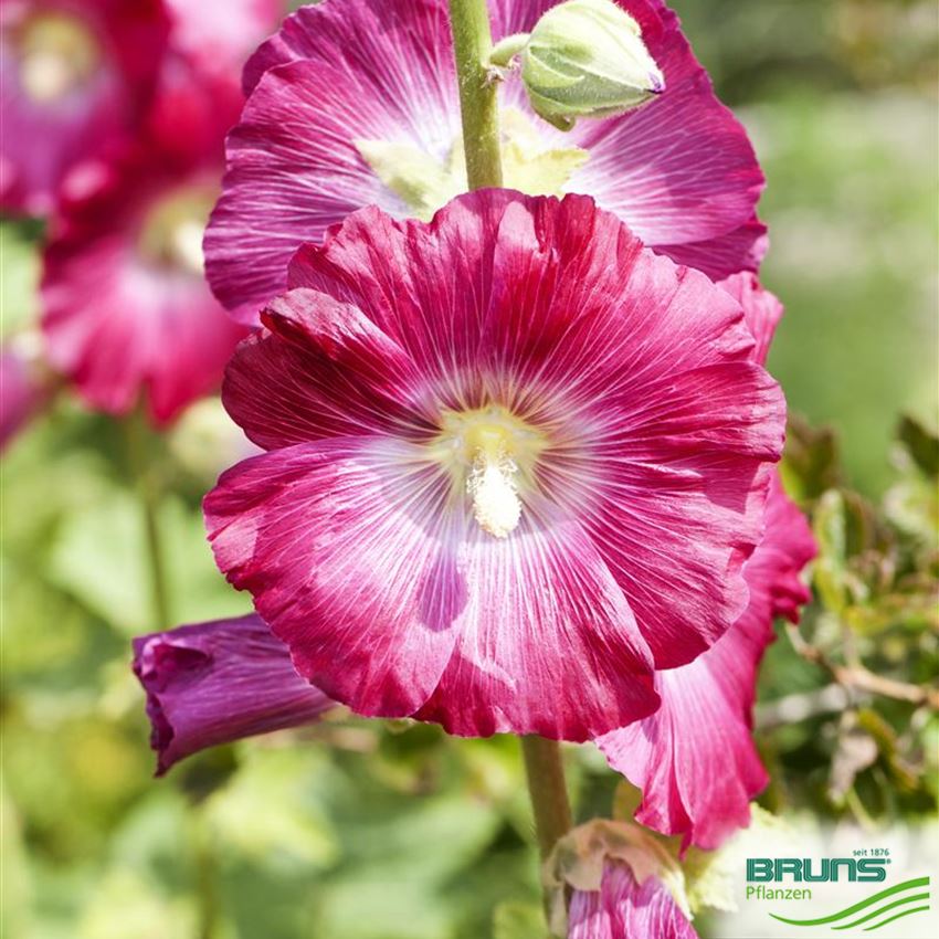 Alcea rosea von Bruns Pflanzen