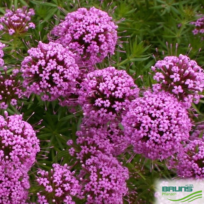 Phuopsis stylosa 'Purpurea' von Bruns Pflanzen