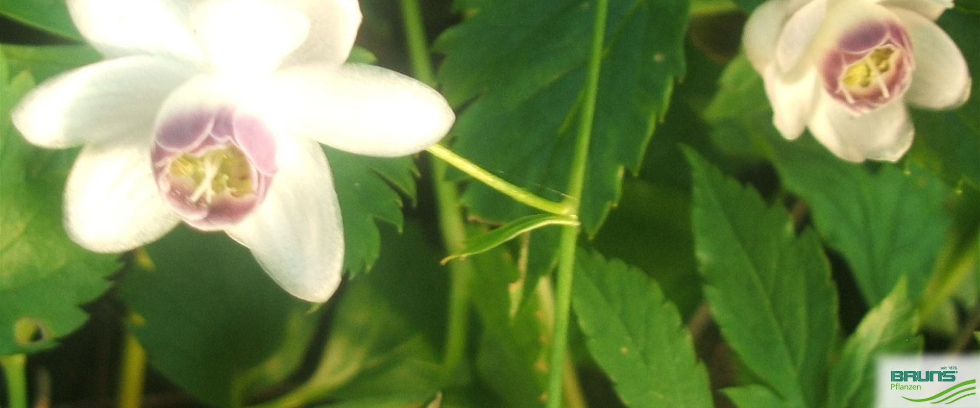Anemonopsis macrophylla von Bruns Pflanzen