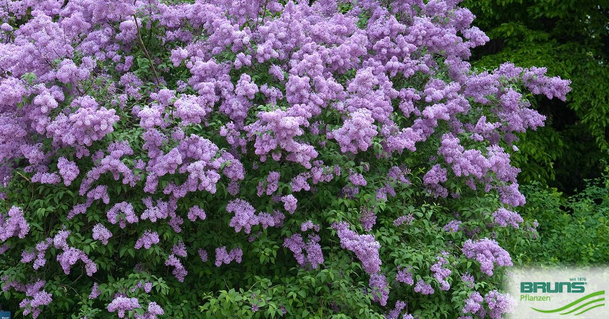 Syringa chinensis, Rouen lilac von Bruns Pflanzen