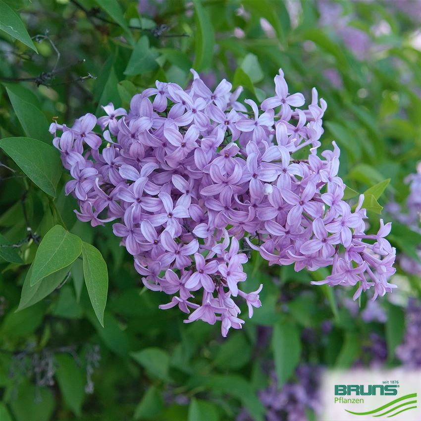 Syringa chinensis, Rouen lilac von Bruns Pflanzen