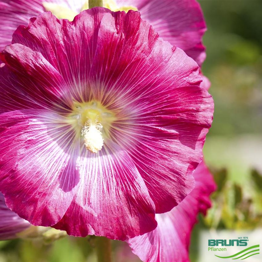 Alcea rosea von Bruns Pflanzen