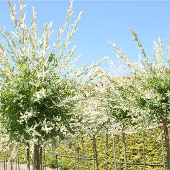 Salix integra 'Hakuro-Nishiki', Flamingo willow, Shrimp willow von ...