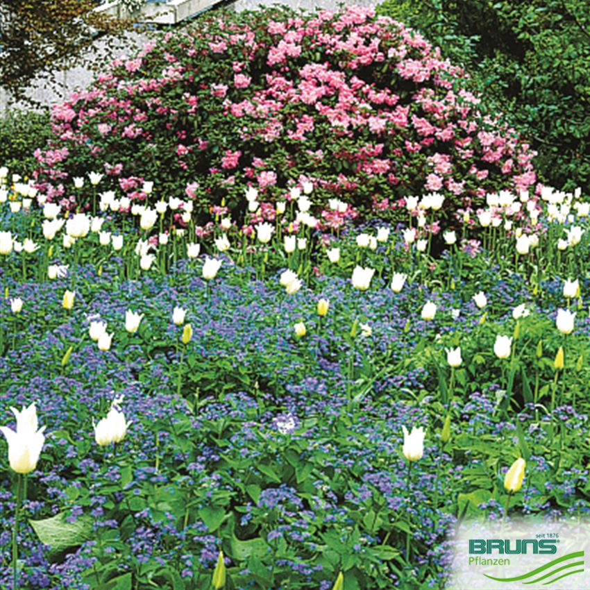 Brunnera macrophylla von Bruns Pflanzen