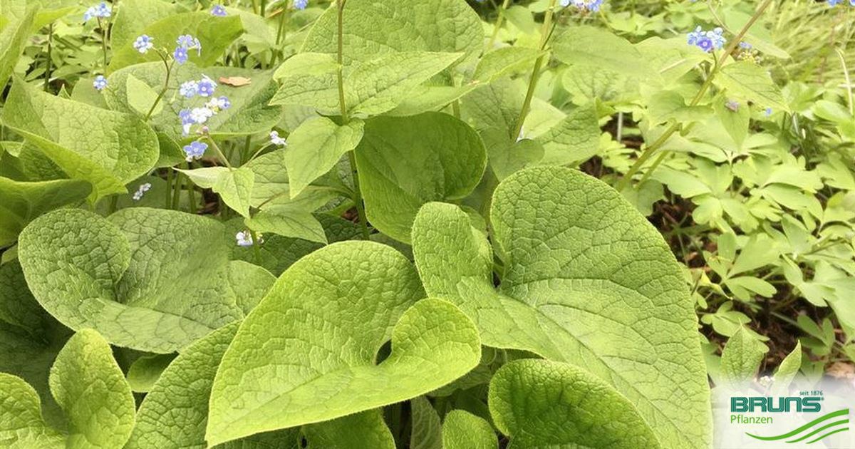 Brunnera macrophylla von Bruns Pflanzen