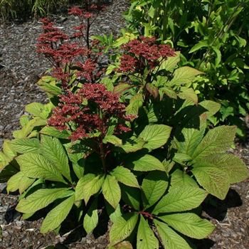 Rodgersia sambucifolia von Bruns Pflanzen