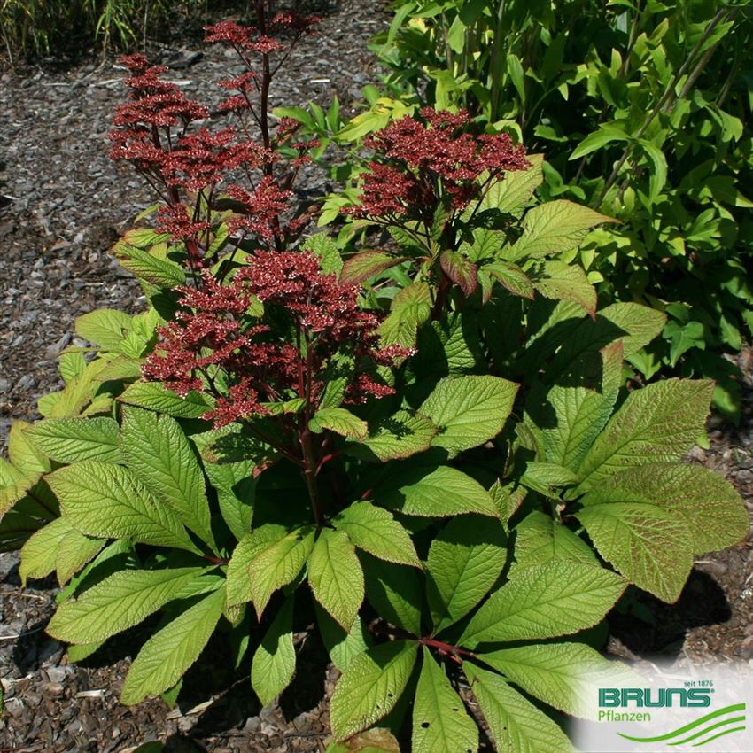Rodgersia sambucifolia von Bruns Pflanzen