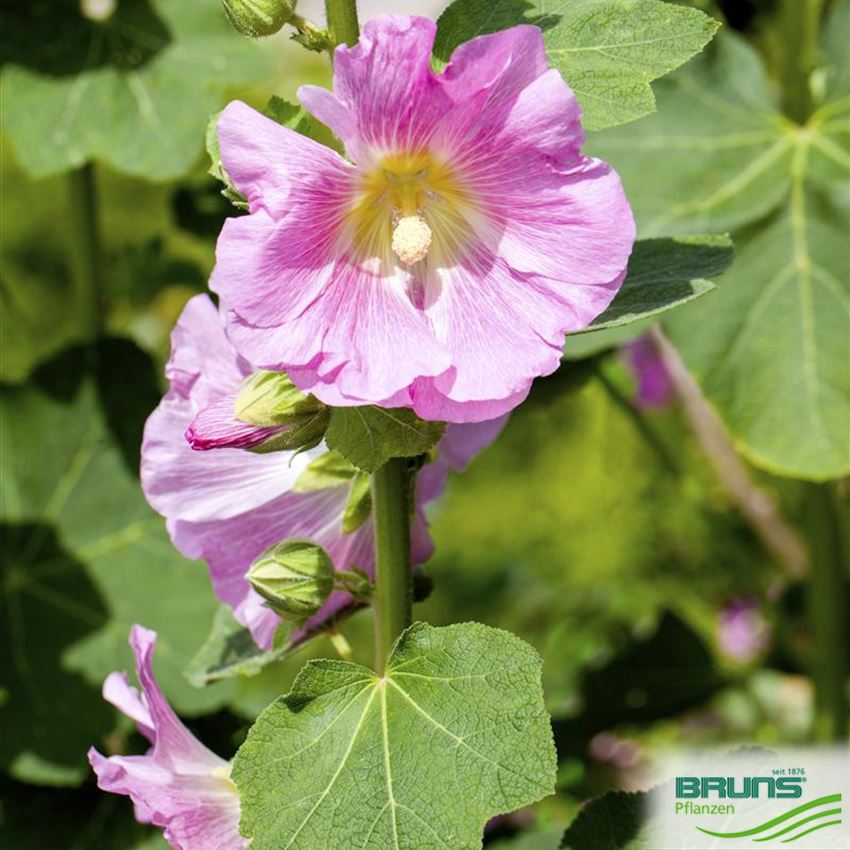 Alcea rosea von Bruns Pflanzen