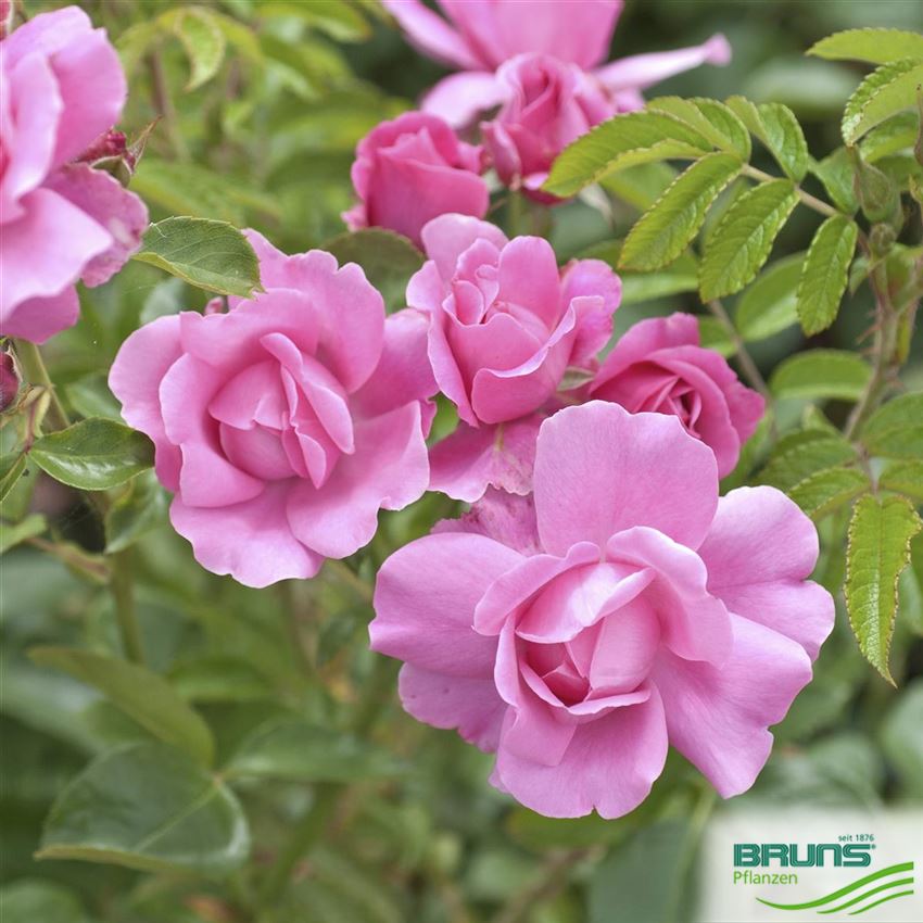 Beetrose 'Play Rose' (R) von Bruns Pflanzen