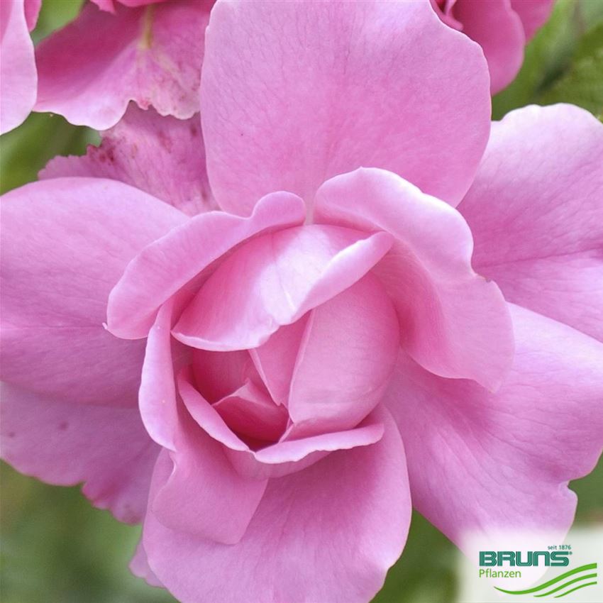 Beetrose 'Play Rose' (R) von Bruns Pflanzen