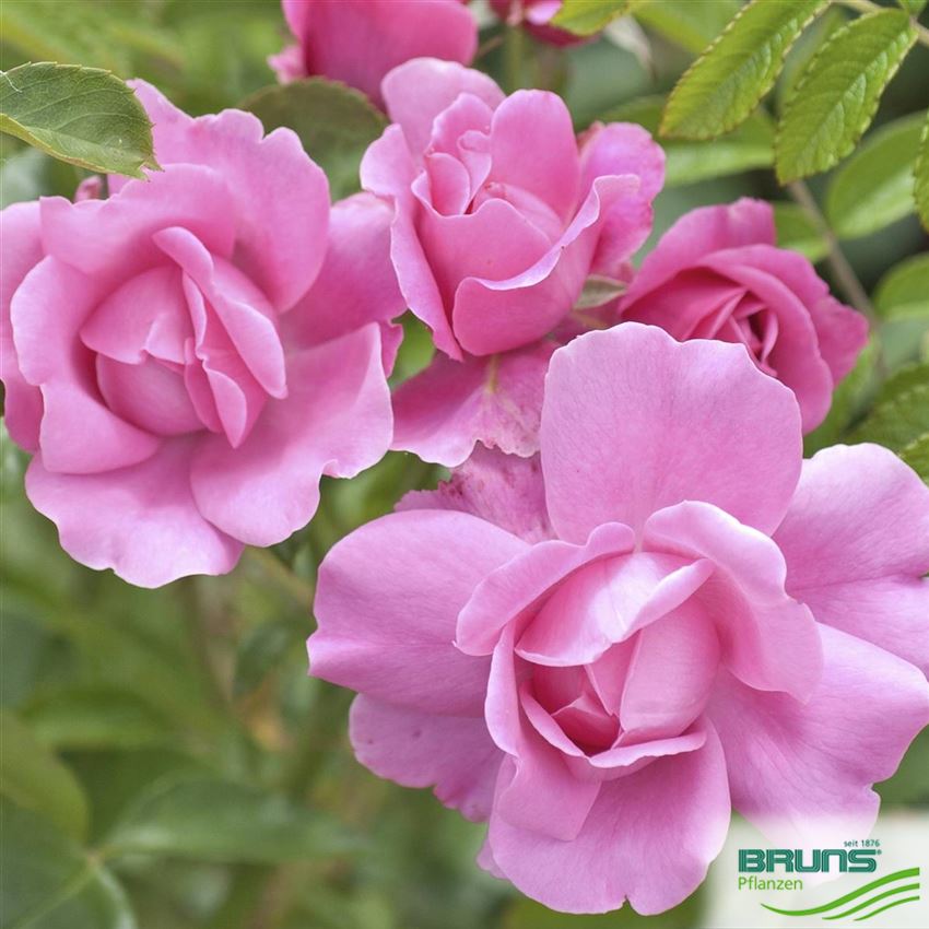 Beetrose 'Play Rose' (R) von Bruns Pflanzen