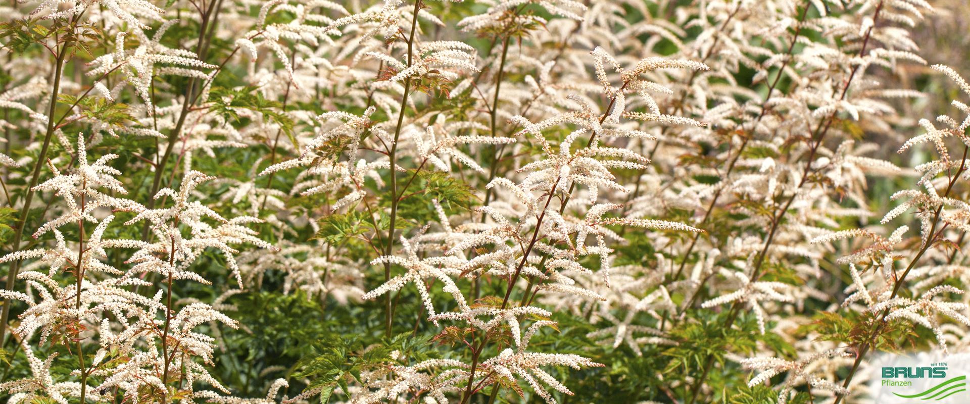 Aruncus aethusifolius 'Horatio' von Bruns Pflanzen