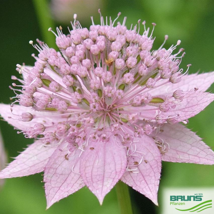 Astrantia maxima von Bruns Pflanzen