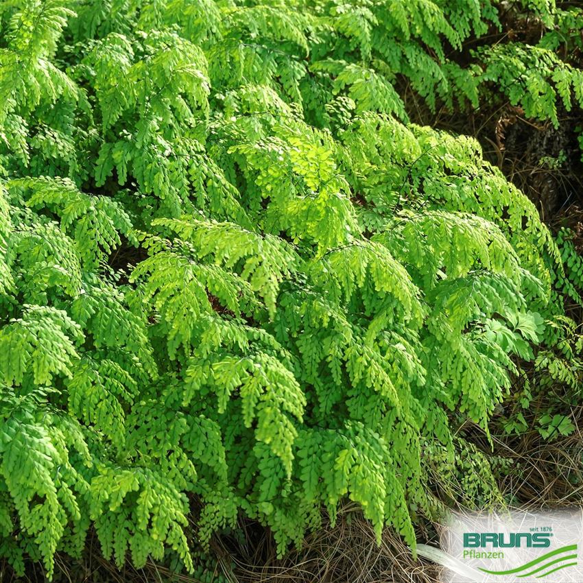 Adiantum venustum von Bruns Pflanzen