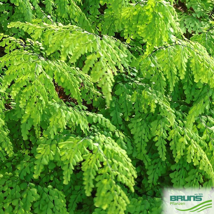 Adiantum venustum von Bruns Pflanzen