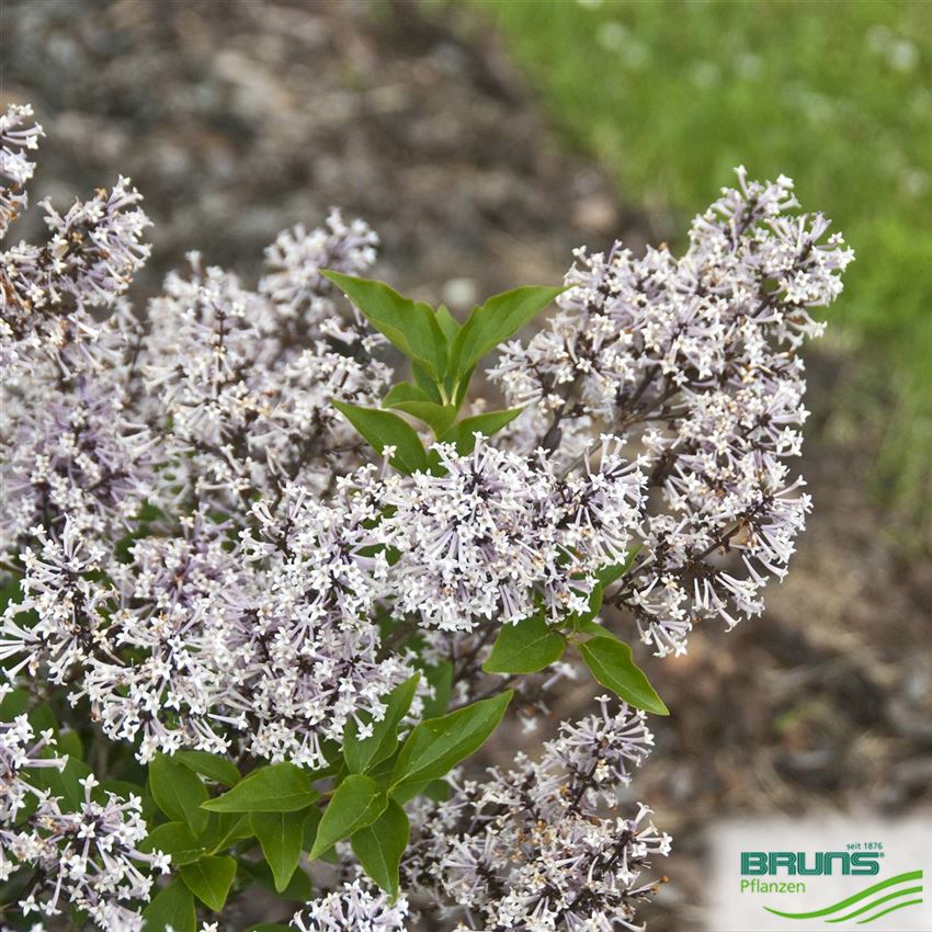 Syringa patula 'Miss Kim' von Bruns Pflanzen