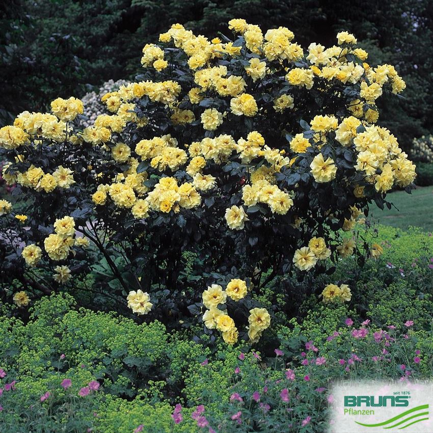 Strauchrose 'Lichtkoenigin Lucia' (R) von Bruns Pflanzen
