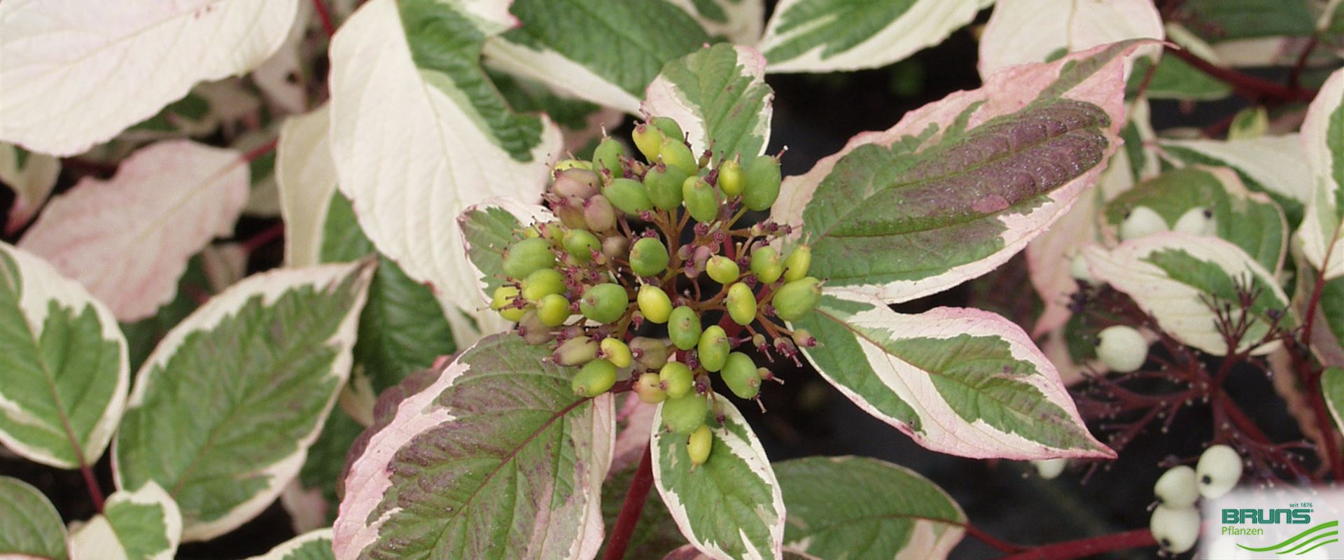 Cornus alba 'Sibirica Variegata' von Bruns Pflanzen