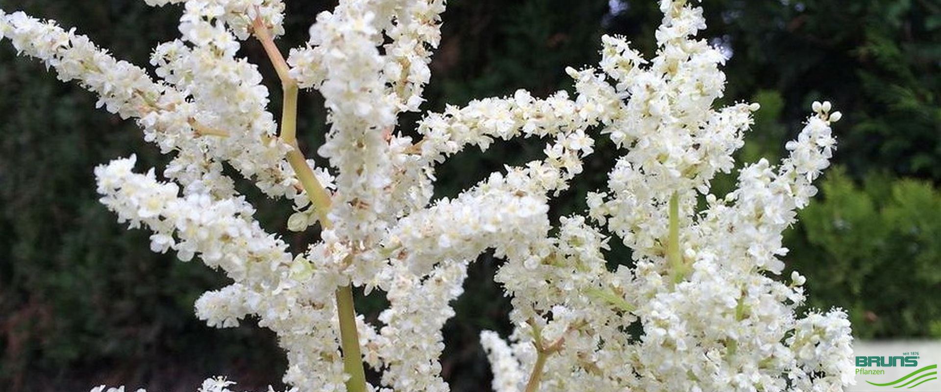 Aconogonon speciosum 'Johanniswolke' von Bruns Pflanzen
