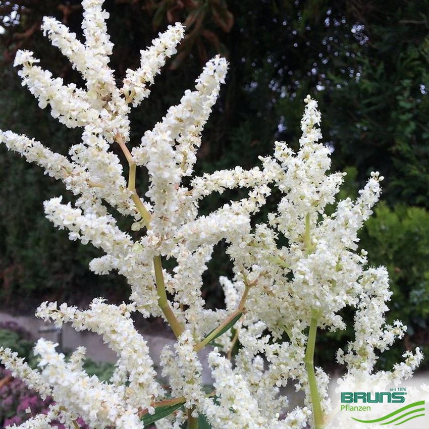 Aconogonon speciosum 'Johanniswolke' von Bruns Pflanzen