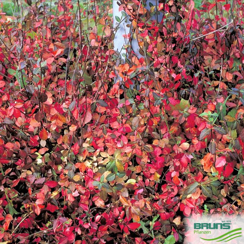 Euonymus fortunei 'Coloratus', Kletter-Spindelstrauch von Bruns Pflanzen