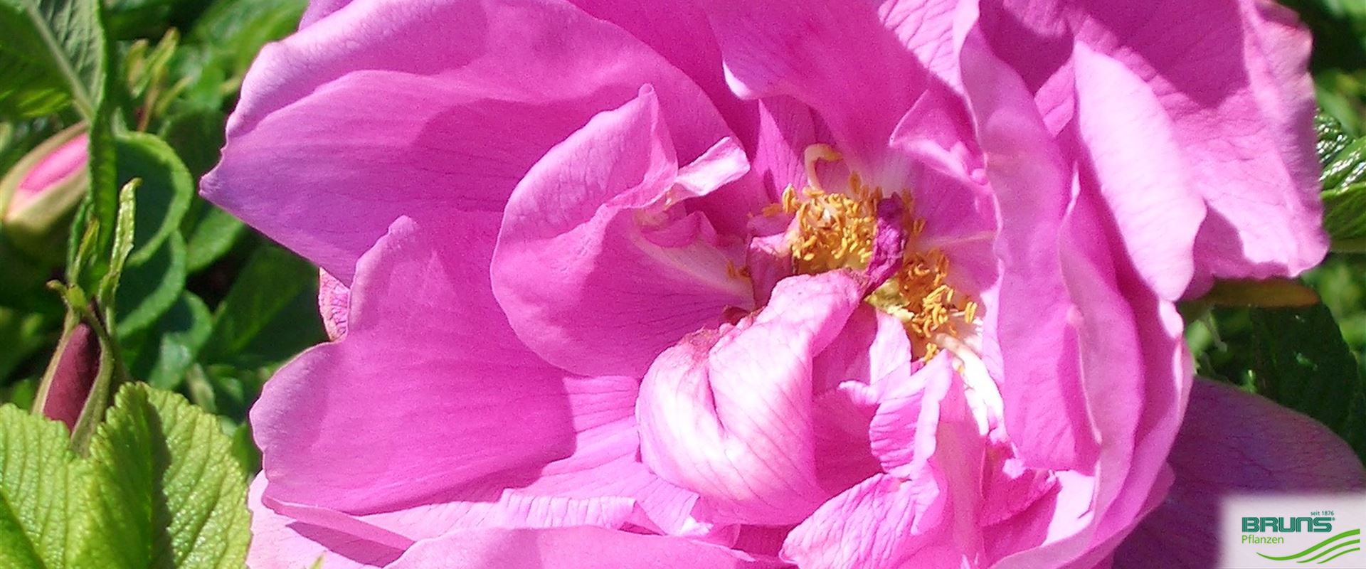 Rosa rugosa 'Pink Roadrunner' (R) von Bruns Pflanzen