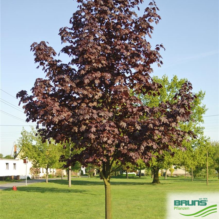 Acer platanoides 'Royal Red' von Bruns Pflanzen