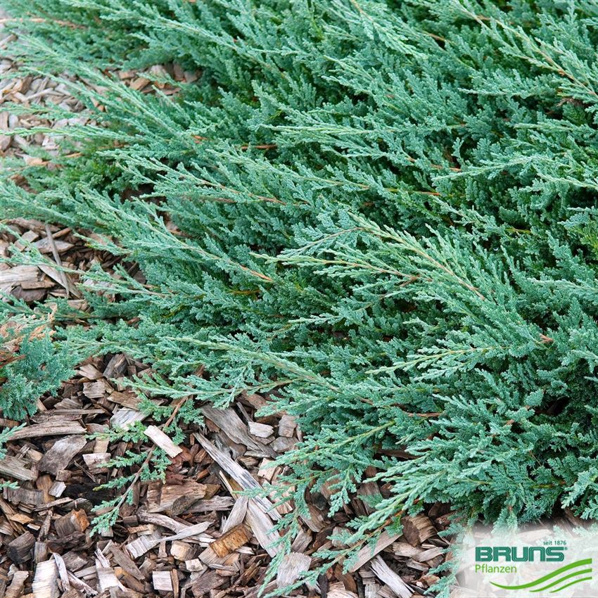 Juniperus horizontalis 'Blue Chip', Teppich-Wacholder von Bruns Pflanzen