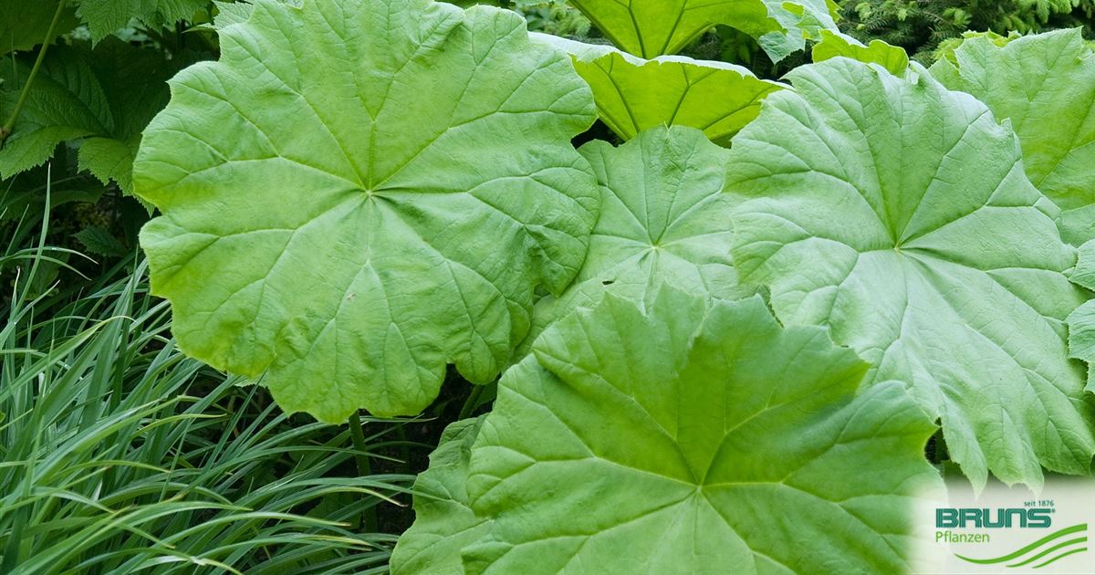 Astilboides tabularis von Bruns Pflanzen