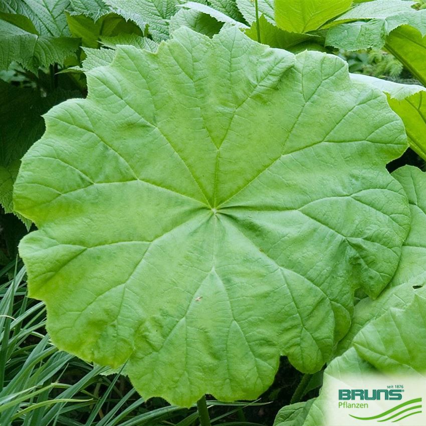 Astilboides tabularis von Bruns Pflanzen