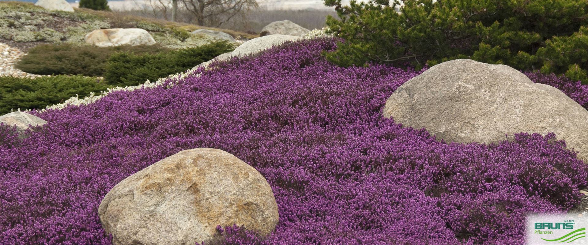 Erica carnea 'Wintersonne' (R) von Bruns Pflanzen