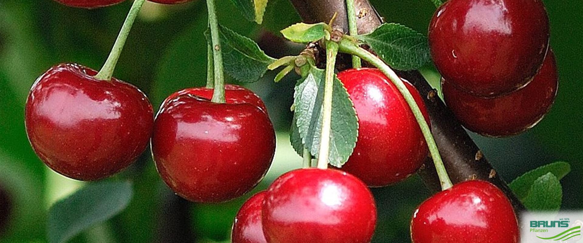 Prunus cerasus 'Karneol' (R) von Bruns Pflanzen