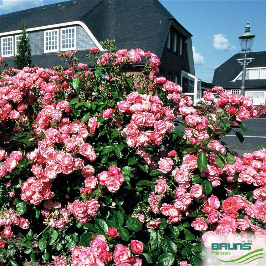 Strauchrose 'Angela' (R) von Bruns Pflanzen
