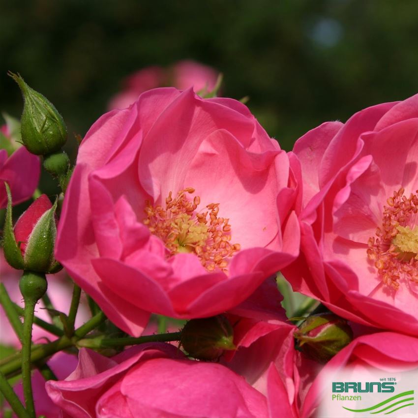 Strauchrose 'Angela' (R) von Bruns Pflanzen
